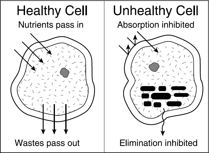 Natural Healing Center – your source of real food